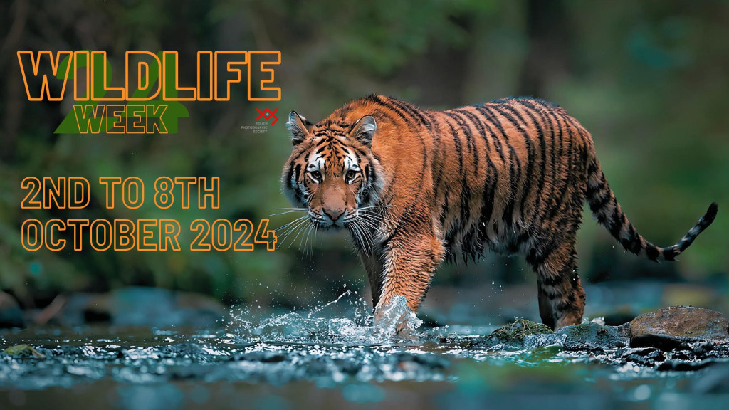 YPS WILDLIFE WEEK 2024 | Youth Photographic Society